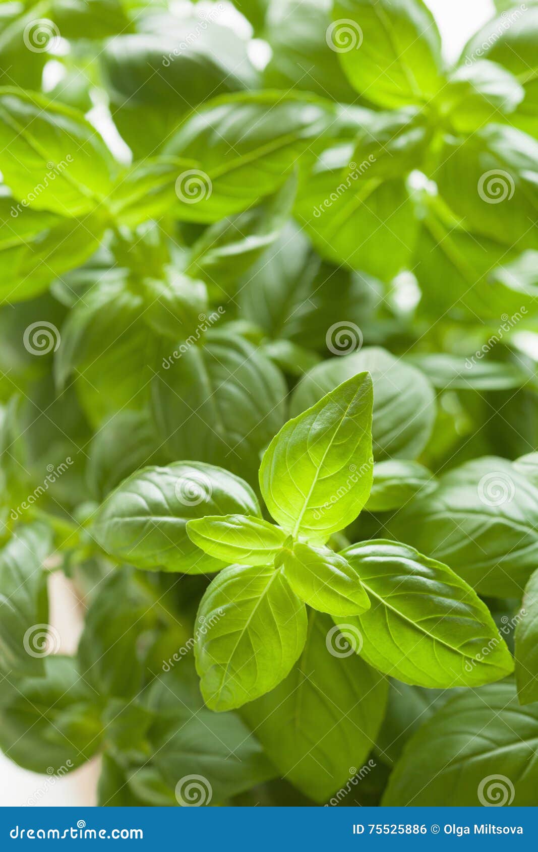 Fresh Basil Leaves Herb Background Stock Photo - Image of seasoning ...