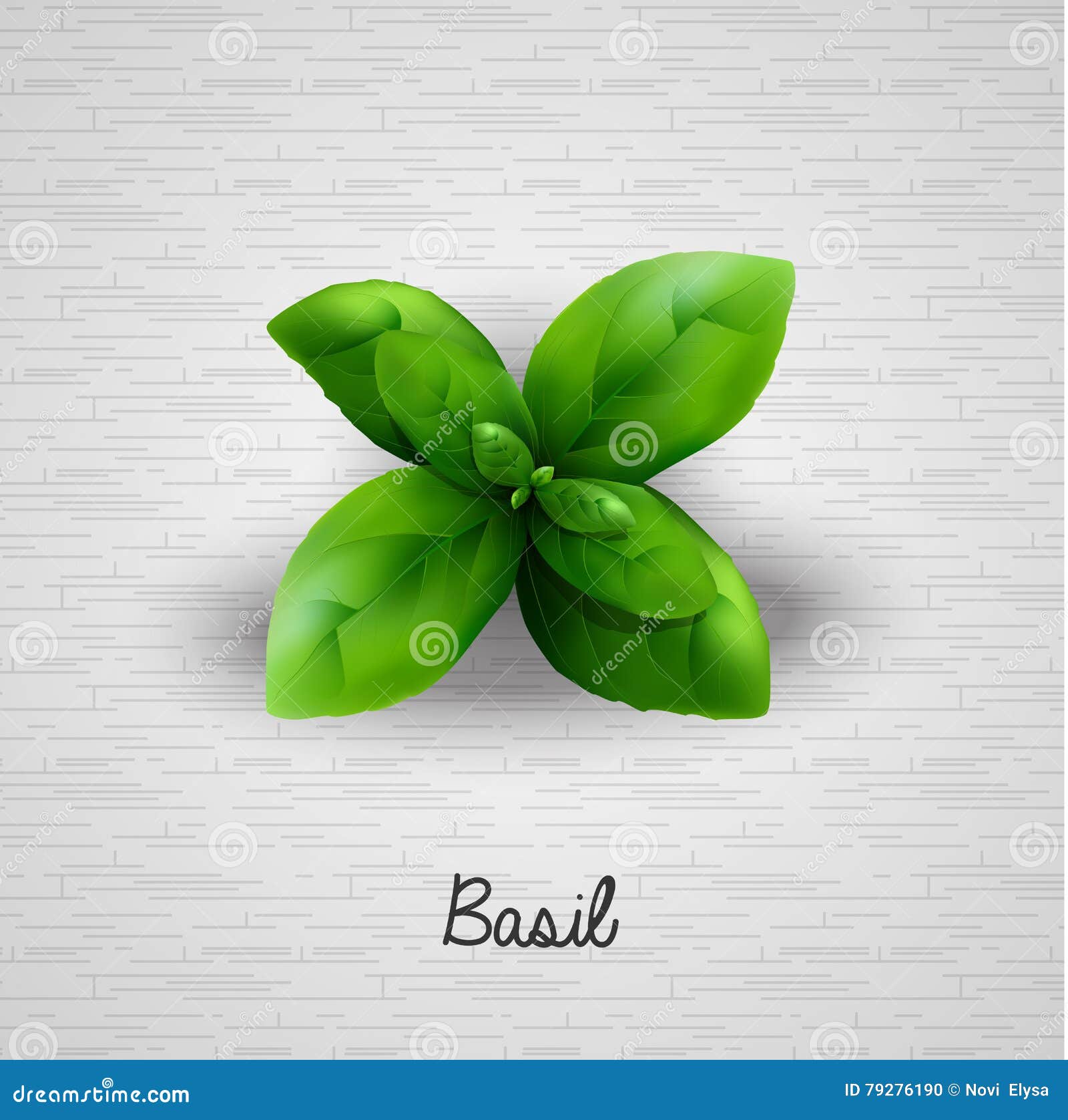 Fresh basil leaves stock vector. Illustration of grunge - 79276190