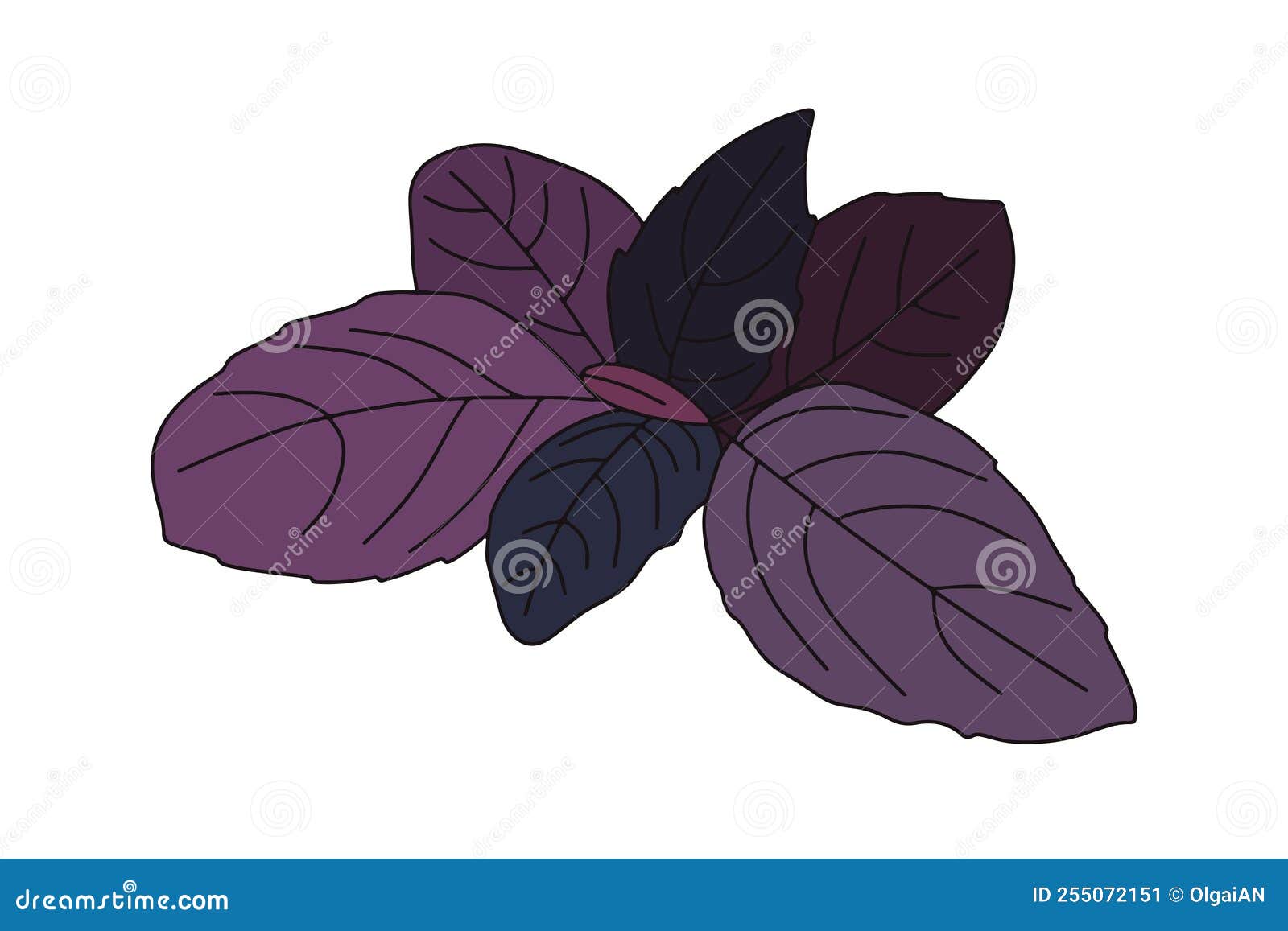Fresh Basil Leaves Isolated on Transparent Background. Vector ...