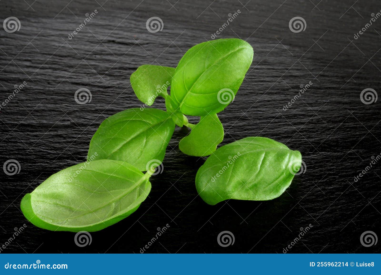 Fresh Basil Leaves Over Black Stone Background Stock Photo - Image of ...