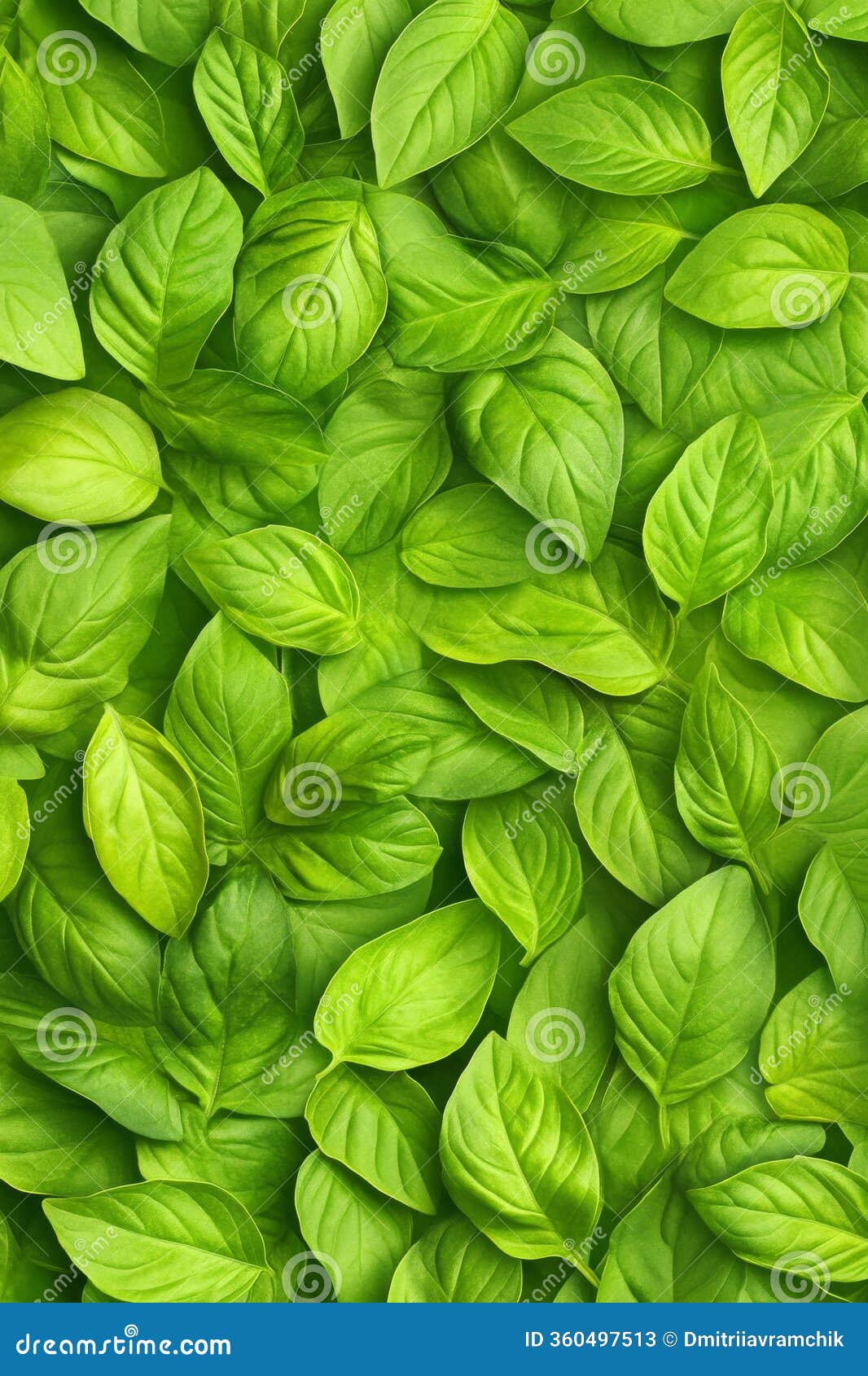 Fresh Basil Leaves Texture Background, Fragrant Spices Pattern, Mockup ...