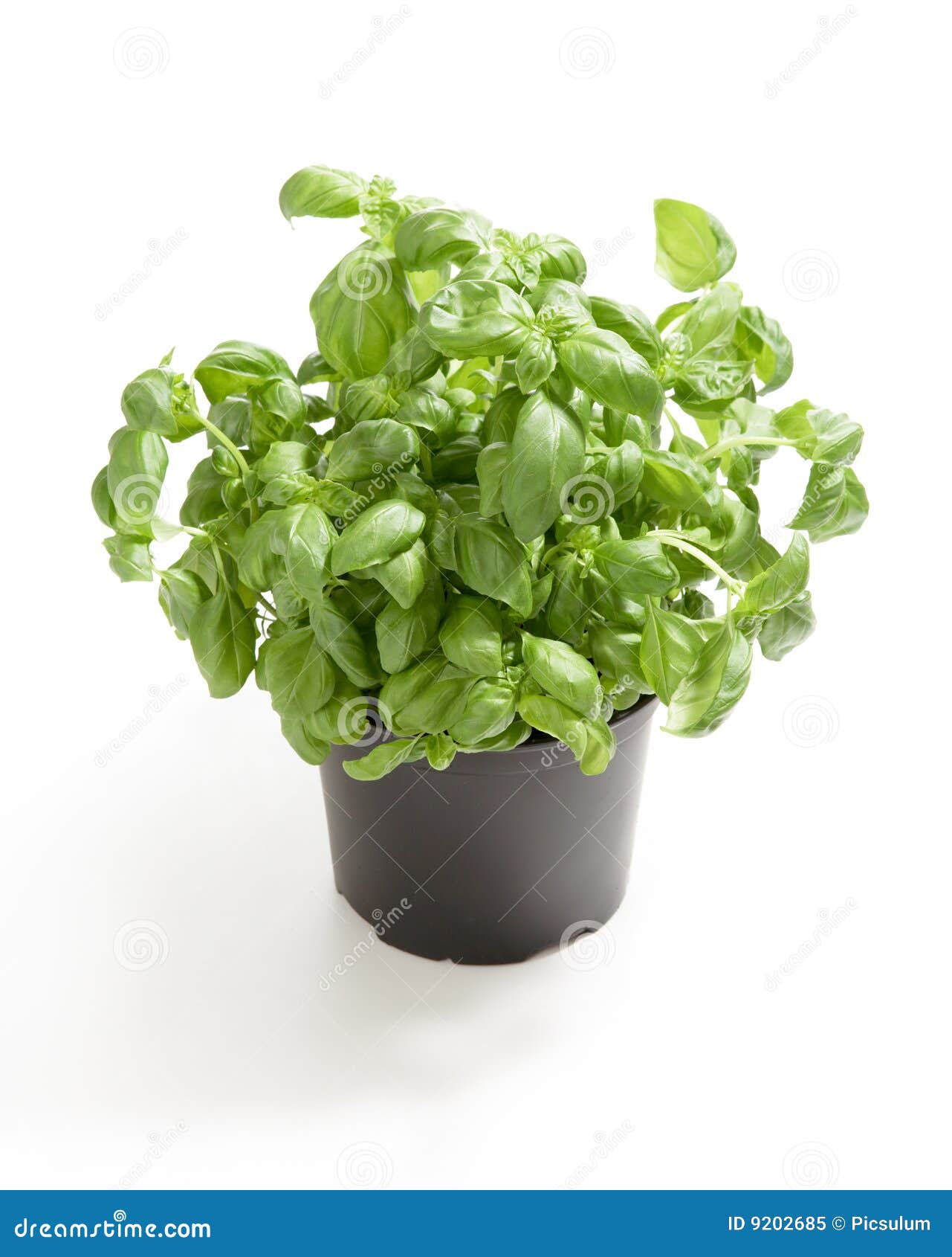 Fresh Basil from the Market Stock Image - Image of herbal, green: 9202685