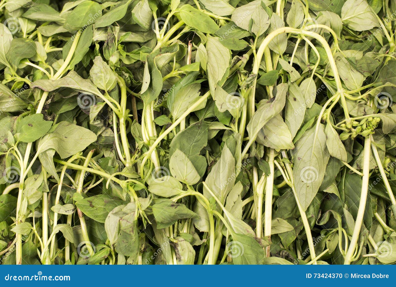 Fresh Basil on a Market in Arequipa, Peru Stock Photo - Image of ...