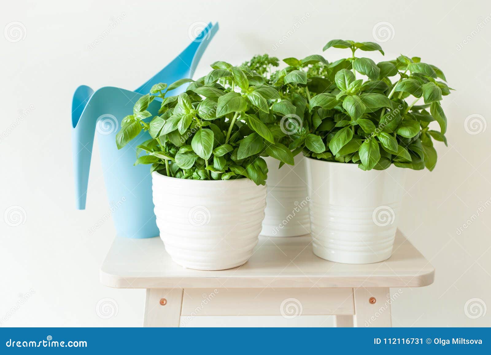 Fresh Basil and Parsley Herb in Pot Stock Image - Image of herb ...