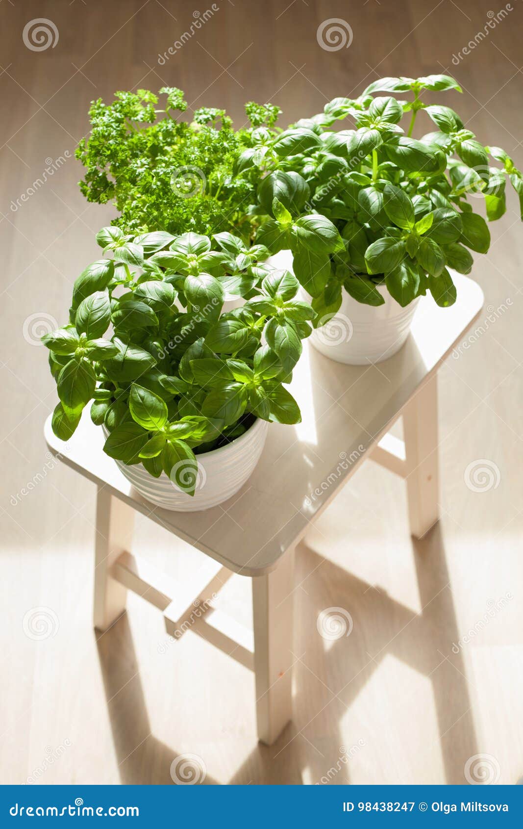 Fresh Basil and Parsley Herb in Pot Stock Image - Image of health ...