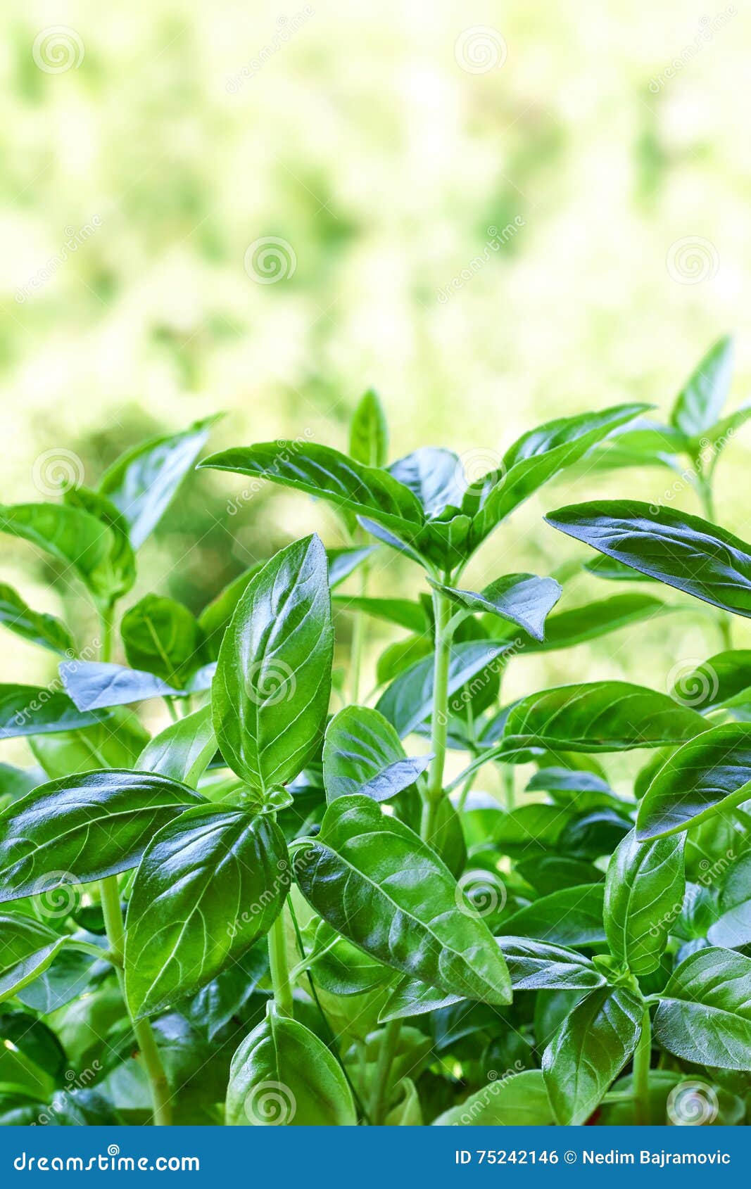 Fresh basil plant stock photo. Image of food, leaf, health - 75242146