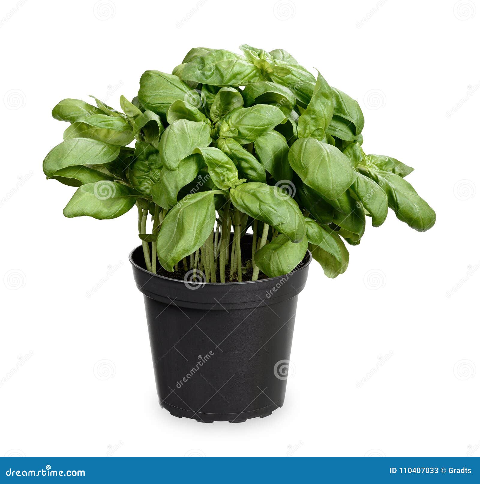 Fresh basil plant in pot stock image. Image of cutouts - 110407033