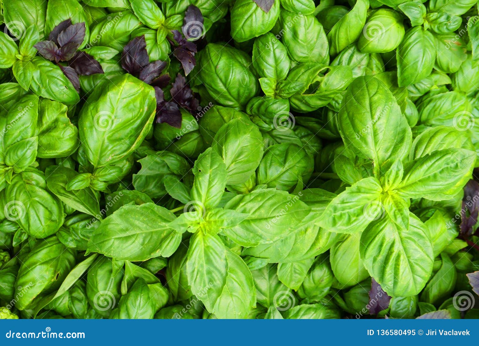 Fresh basil plant texture stock image. Image of tasty - 136580495