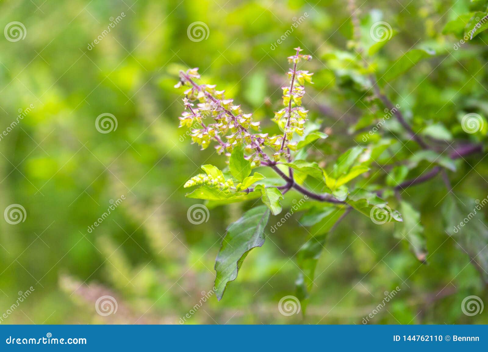 Fresh basil plant tree stock photo. Image of food, flora - 144762110