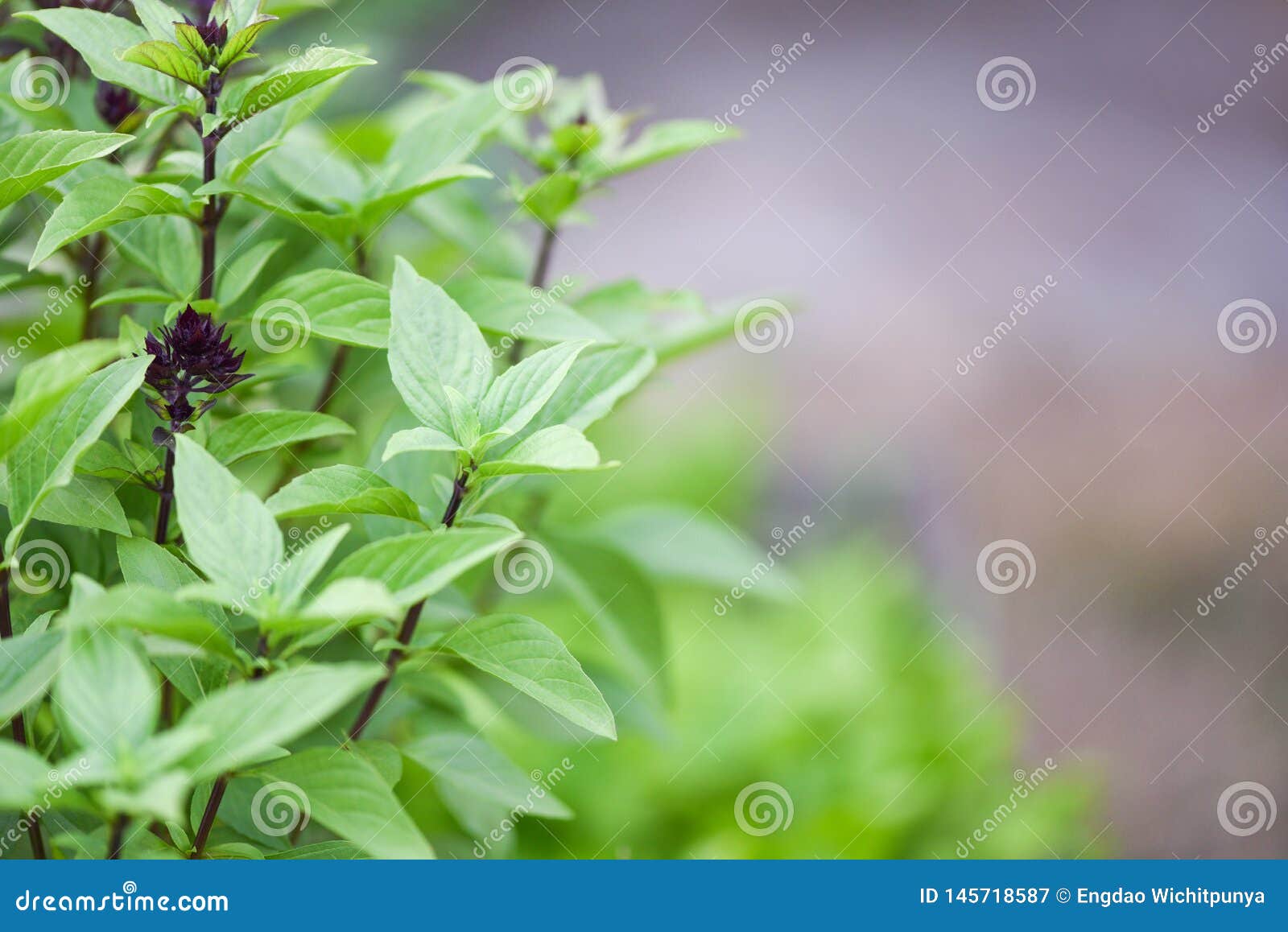 Fresh Basil Plant Tree on Nature Background / Asian Thai Green Basil ...