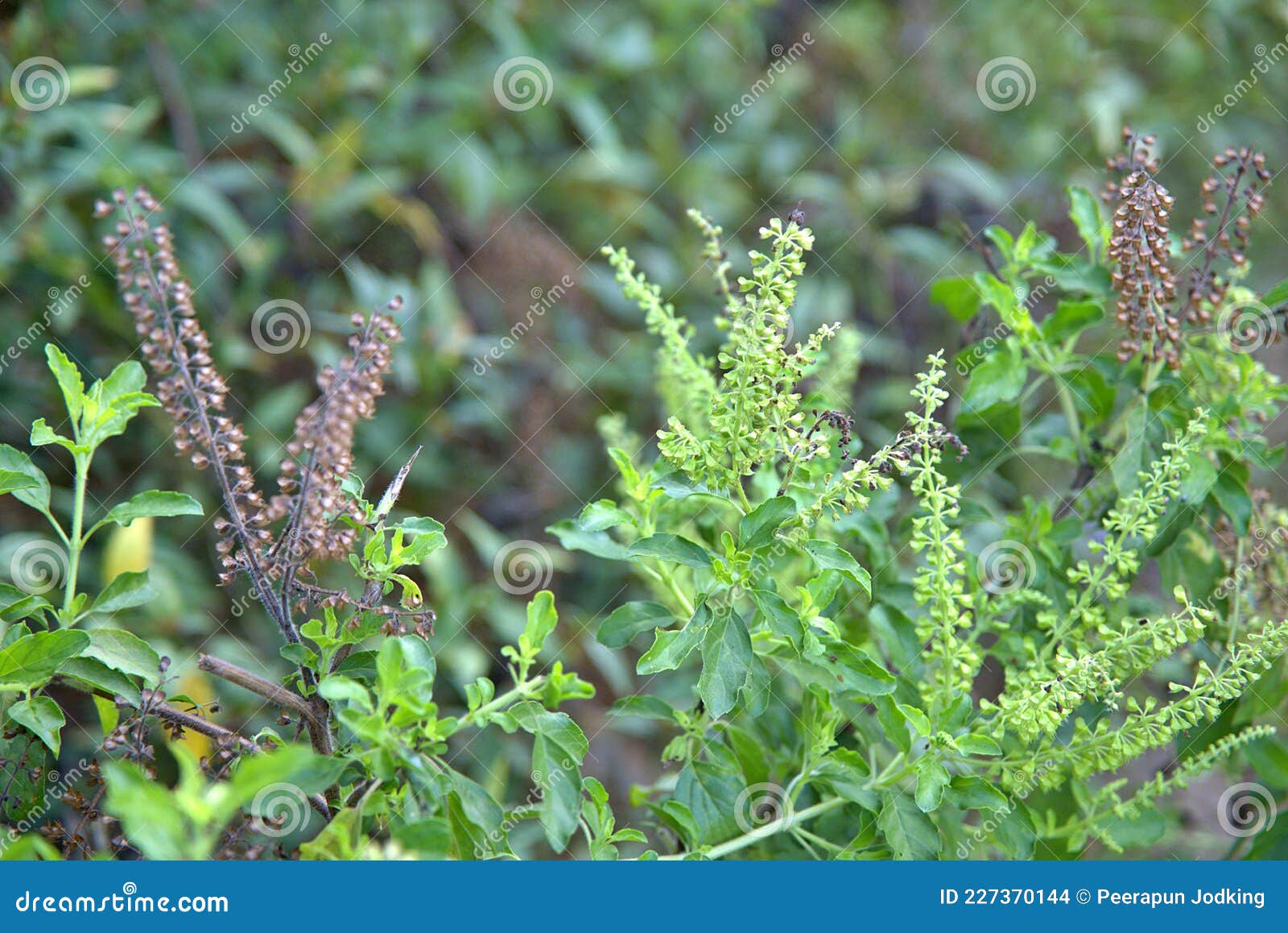 The Fresh Basil Plant Tree on Nature Background , Asian Thai Green ...