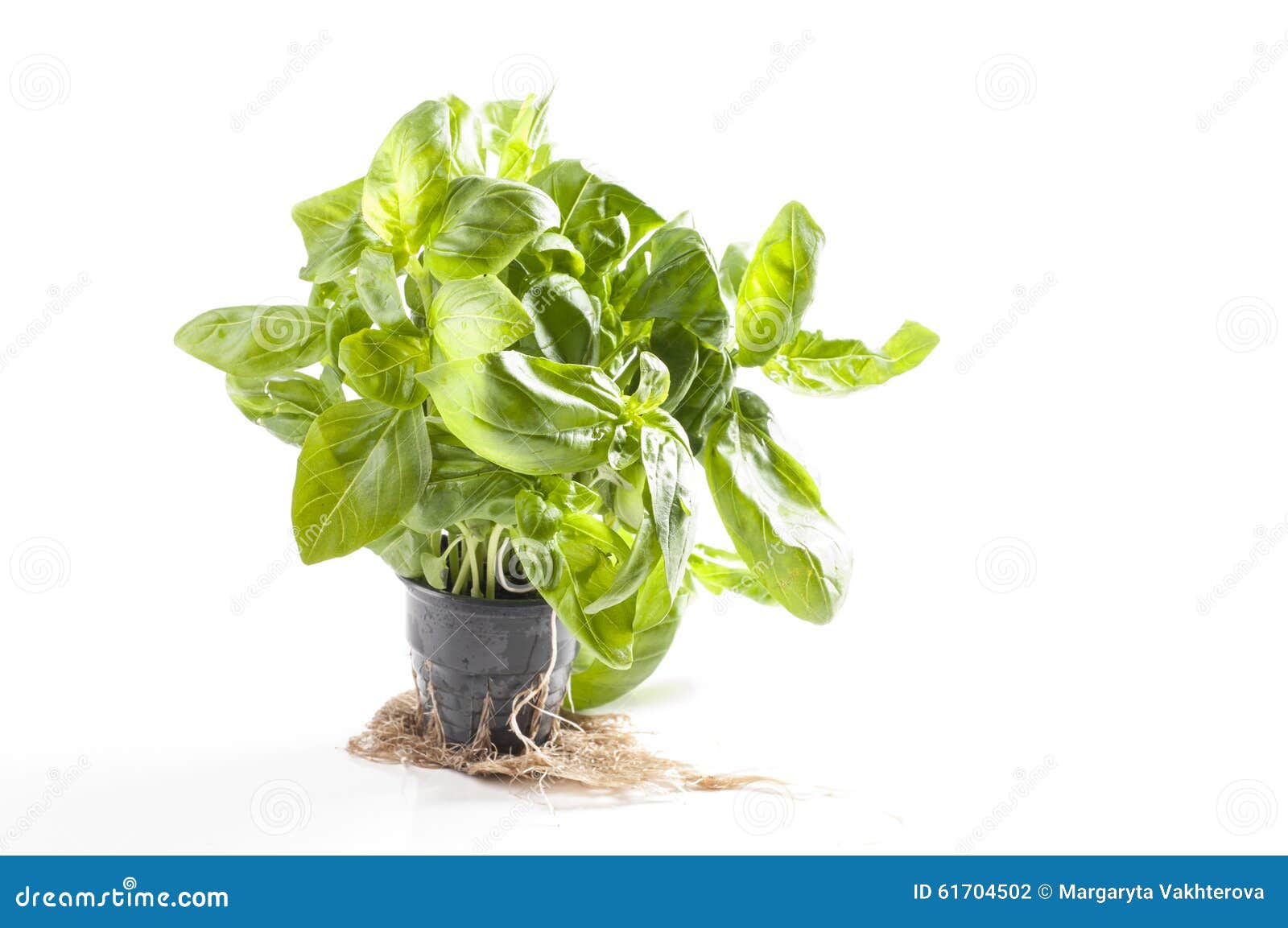 Fresh Basil in a Plastic Pot Isolated Over White Background. Stock ...