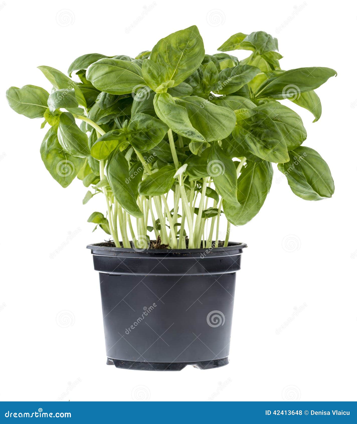 Fresh basil in a pot stock photo. Image of leaves, black - 42413648