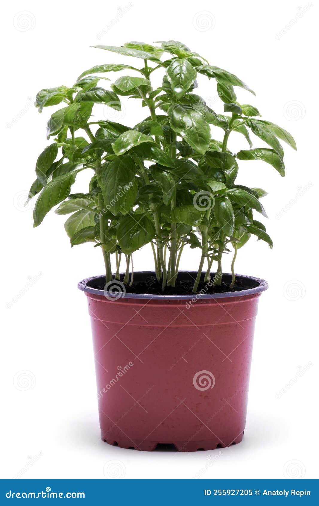 Fresh Basil in a Pot Isolated on White Background Stock Image - Image ...