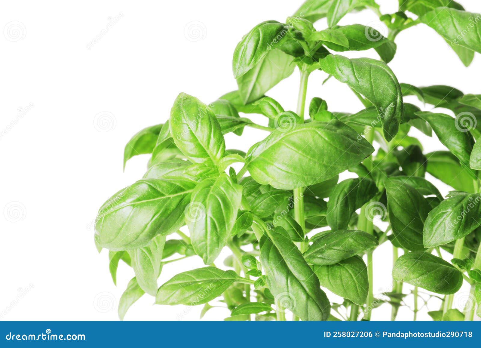 Fresh Basil in a Pot Isolated on White Stock Photo - Image of pepper ...