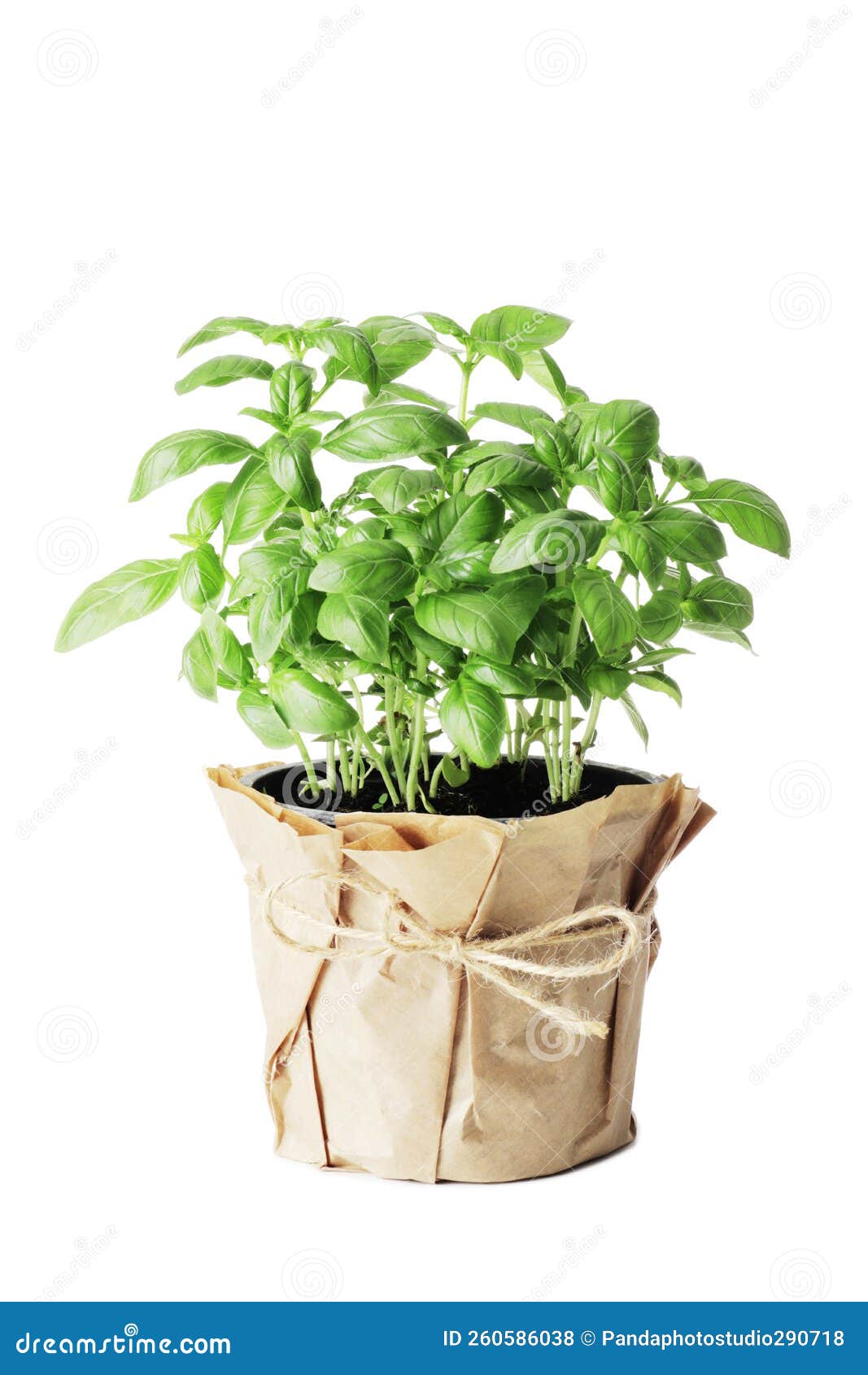 Fresh Basil in a Pot Isolated on White Stock Photo - Image of herbs ...