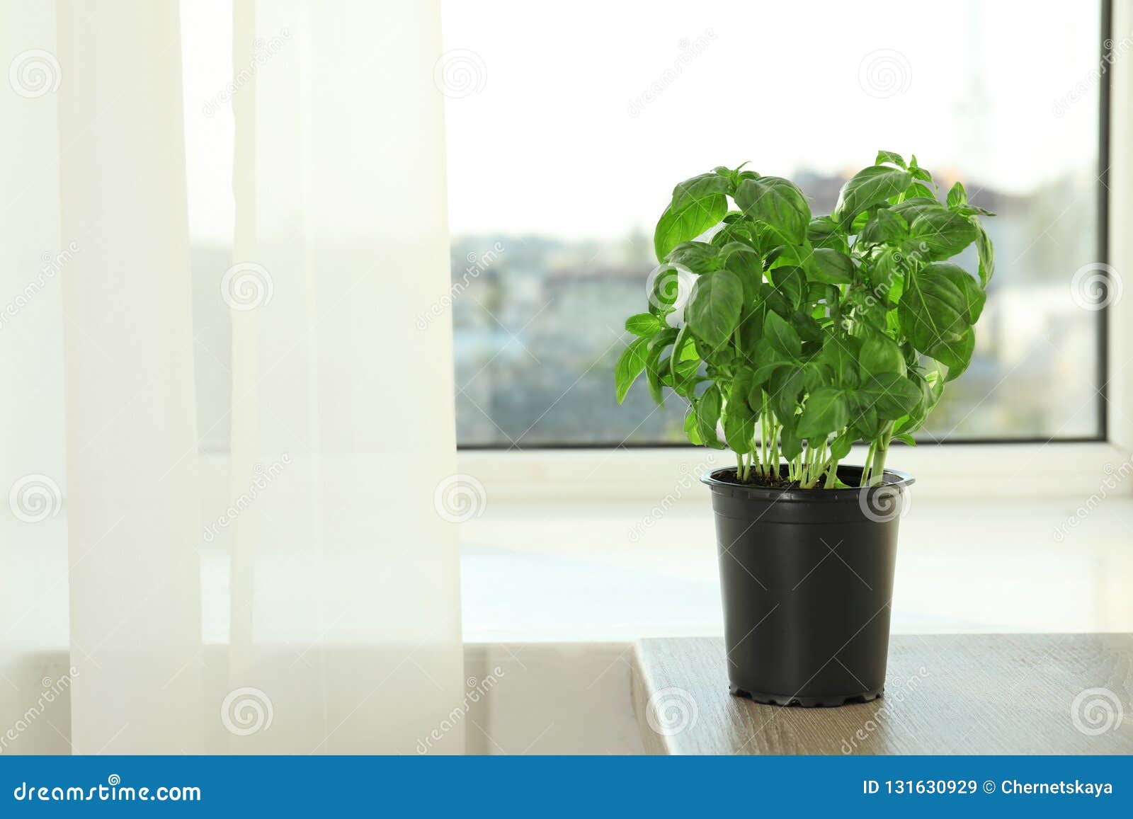 Fresh Basil in Pot on Table Indoors Stock Image - Image of kitchen ...