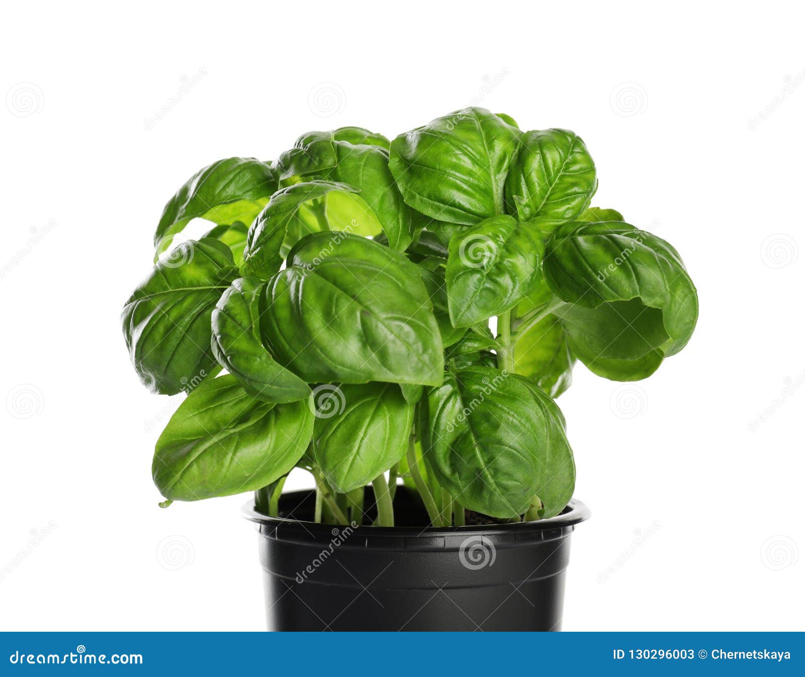 Fresh basil in pot stock image. Image of basilicum, italian - 130296003