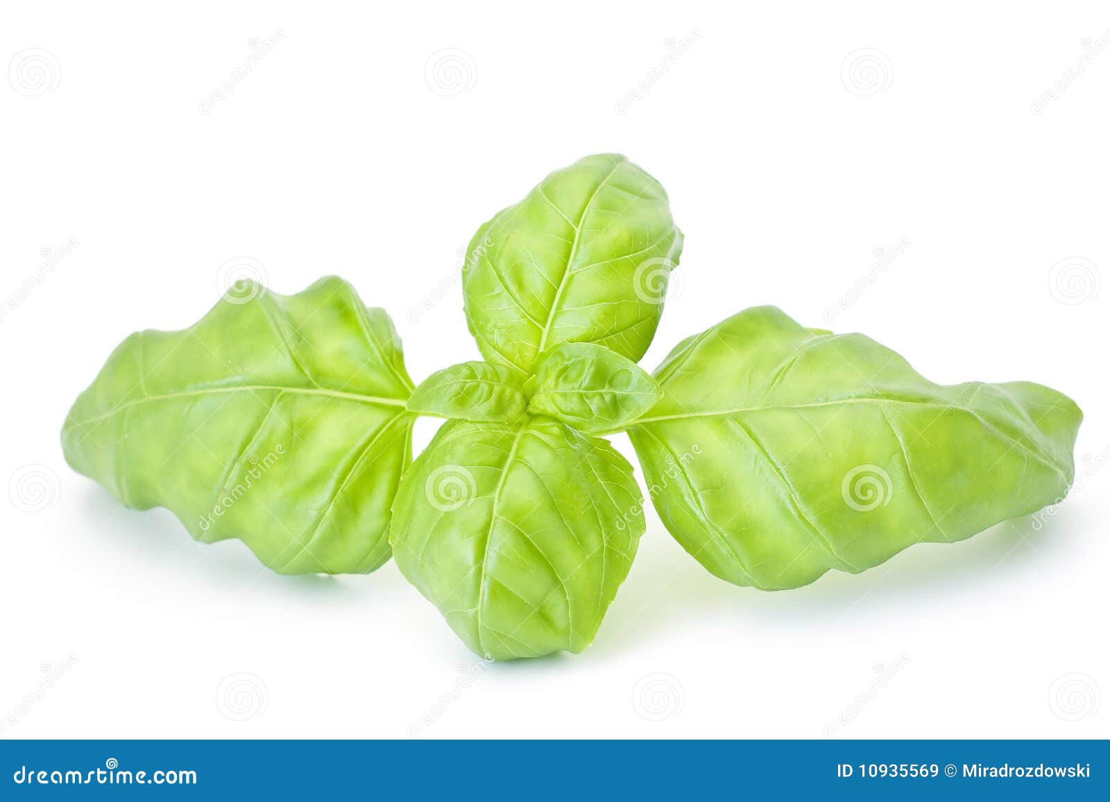 Fresh basil sprig stock image. Image of plant, food, green - 10935569