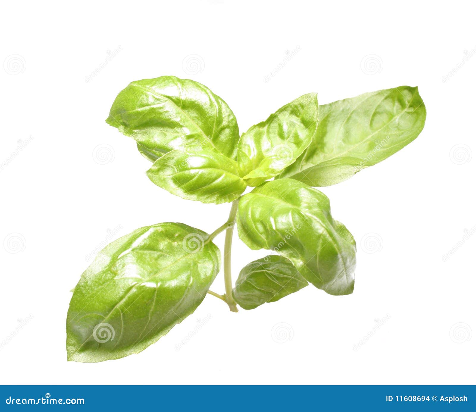 Fresh basil sprig stock photo. Image of aromatic, homegrown - 11608694
