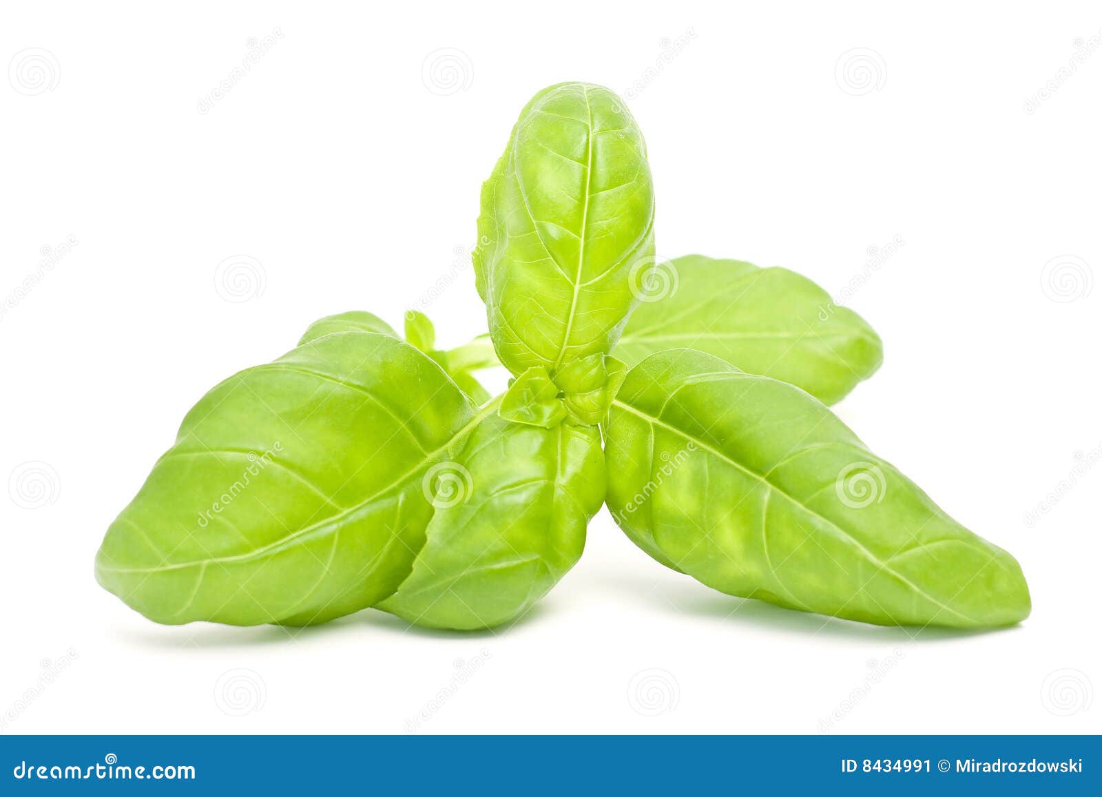 Fresh basil sprig stock image. Image of diet, flavoring - 8434991