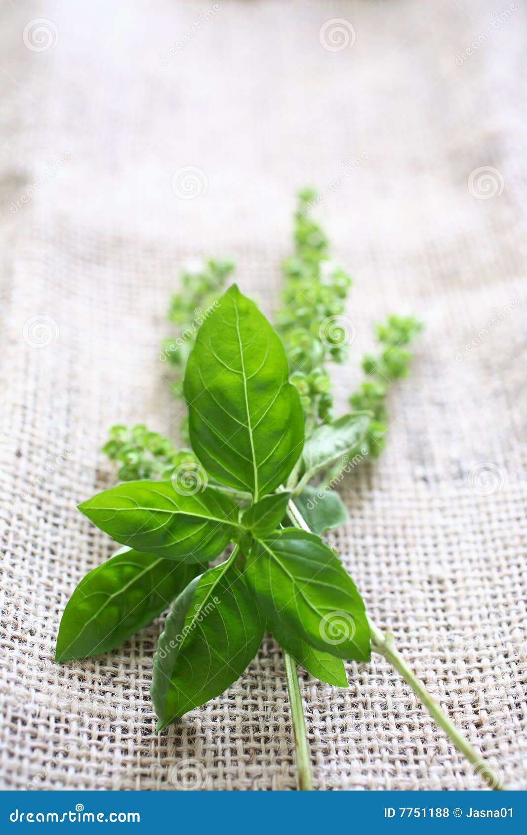 Fresh basil on tablecloth stock photo. Image of meals - 7751188
