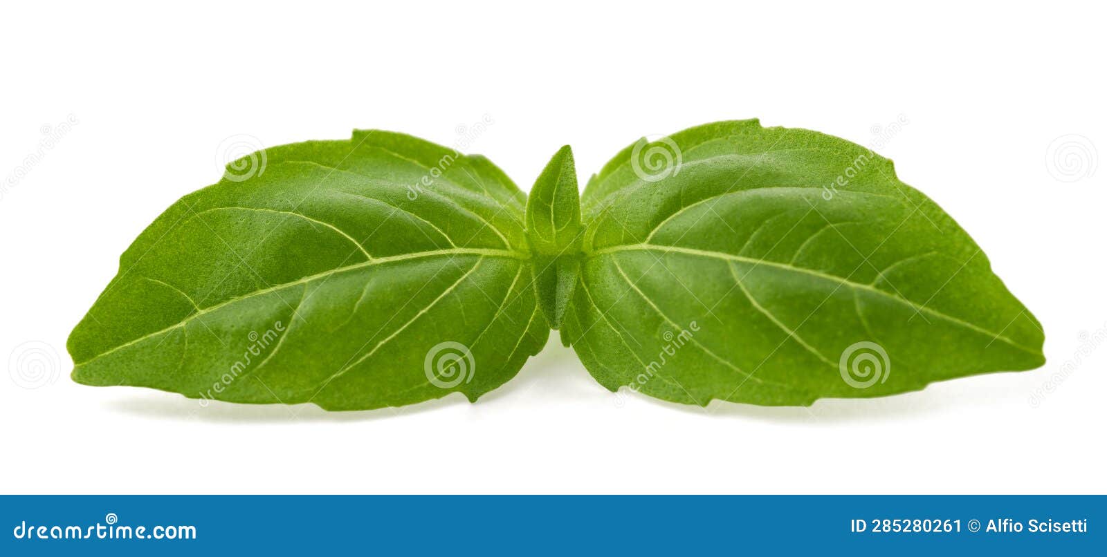Fresh basil tuft stock image. Image of white, tuft, background - 285280261