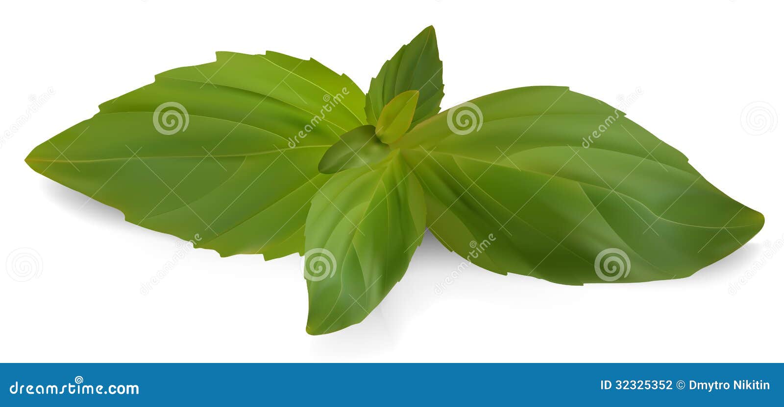 Fresh basil. stock vector. Illustration of basil, ocimum - 32325352