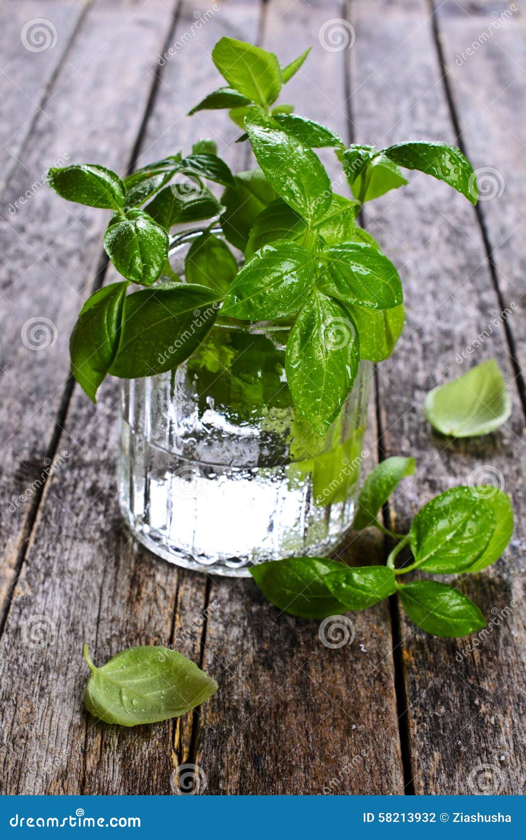 Fresh basil stock photo. Image of freshness, diet, herb - 58213932