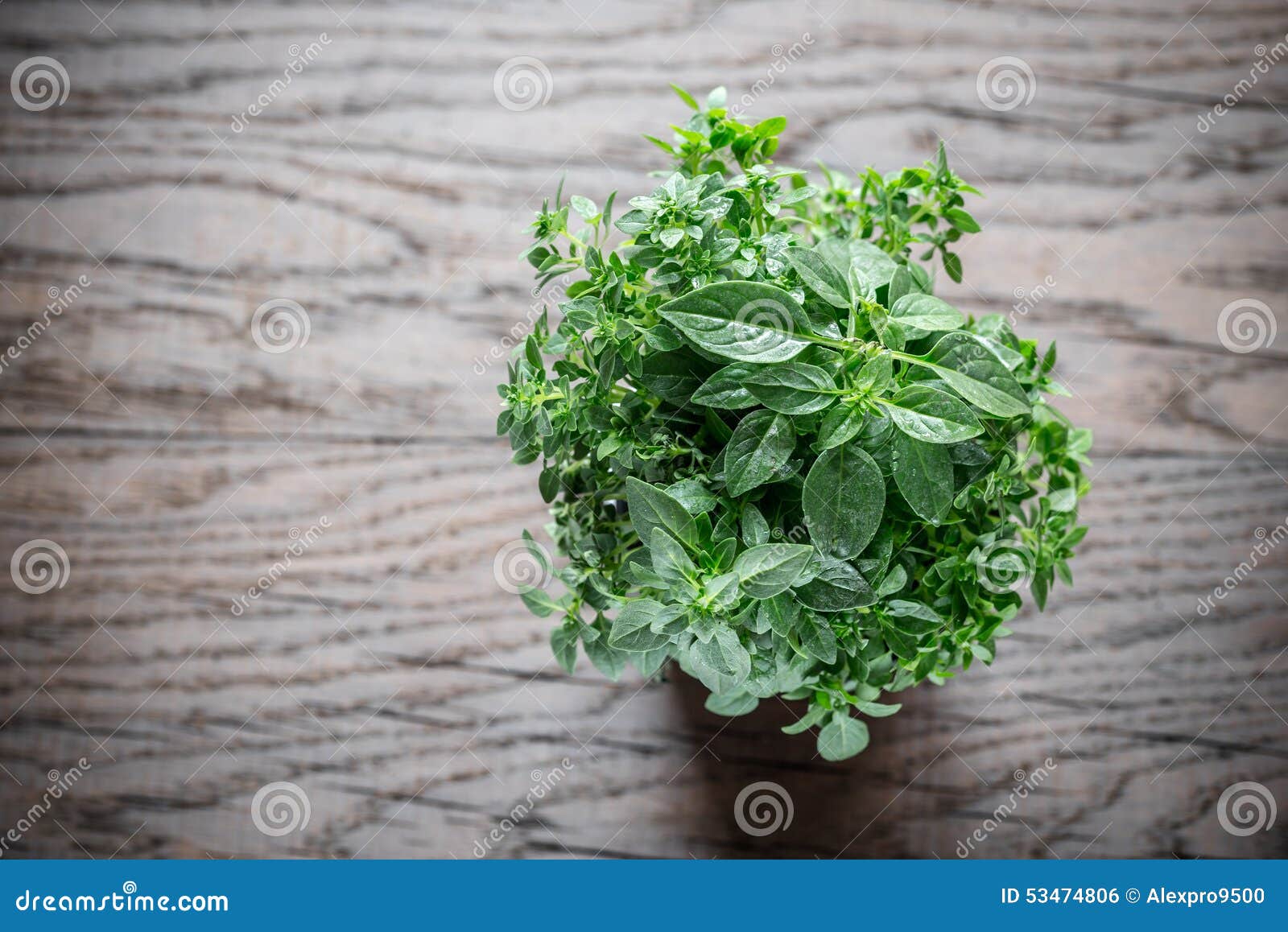 Fresh Basil on the Wooden Background Stock Photo - Image of natural ...