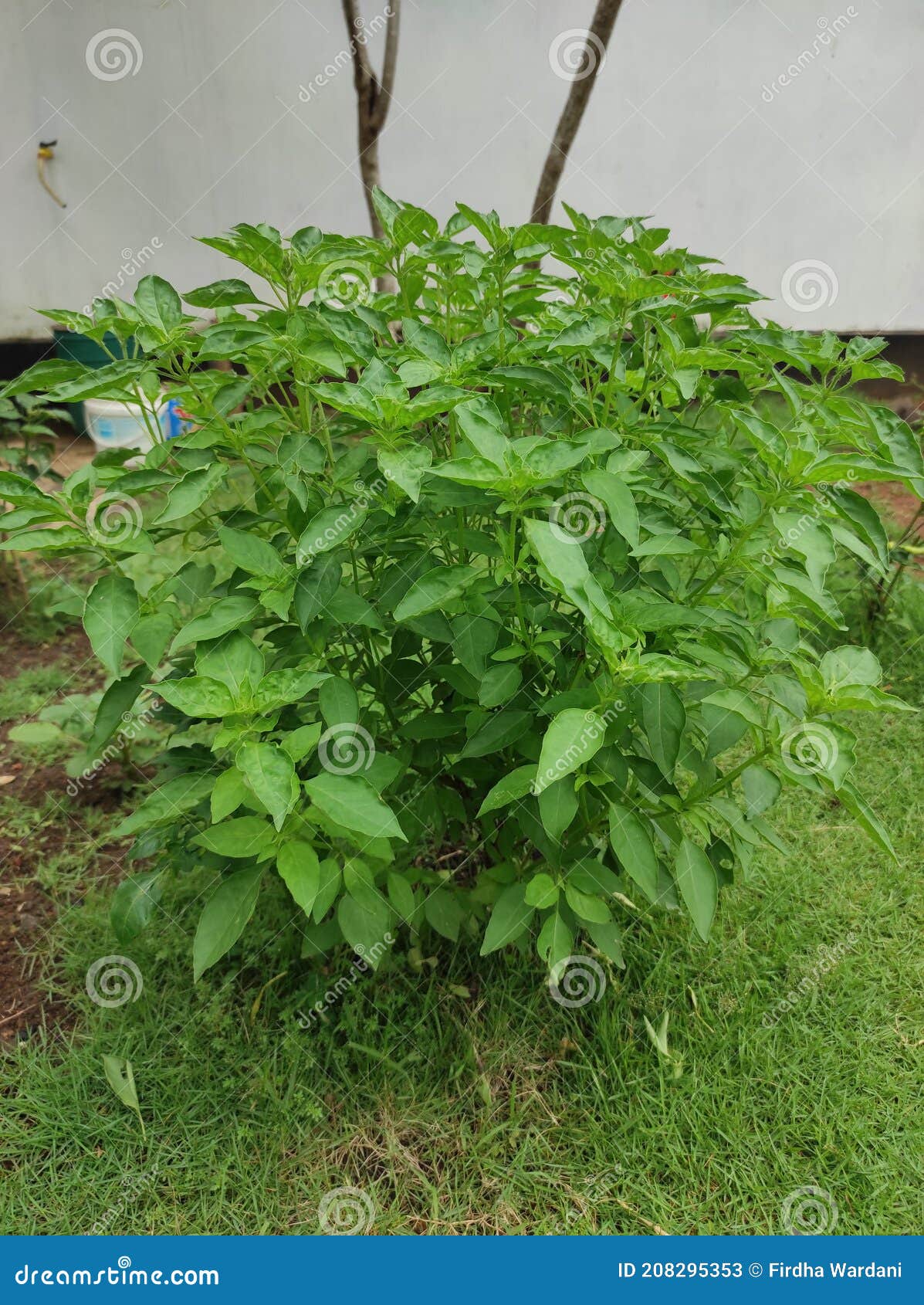 Fresh Basil. Would You Try it? Stock Image - Image of dream, fresh ...