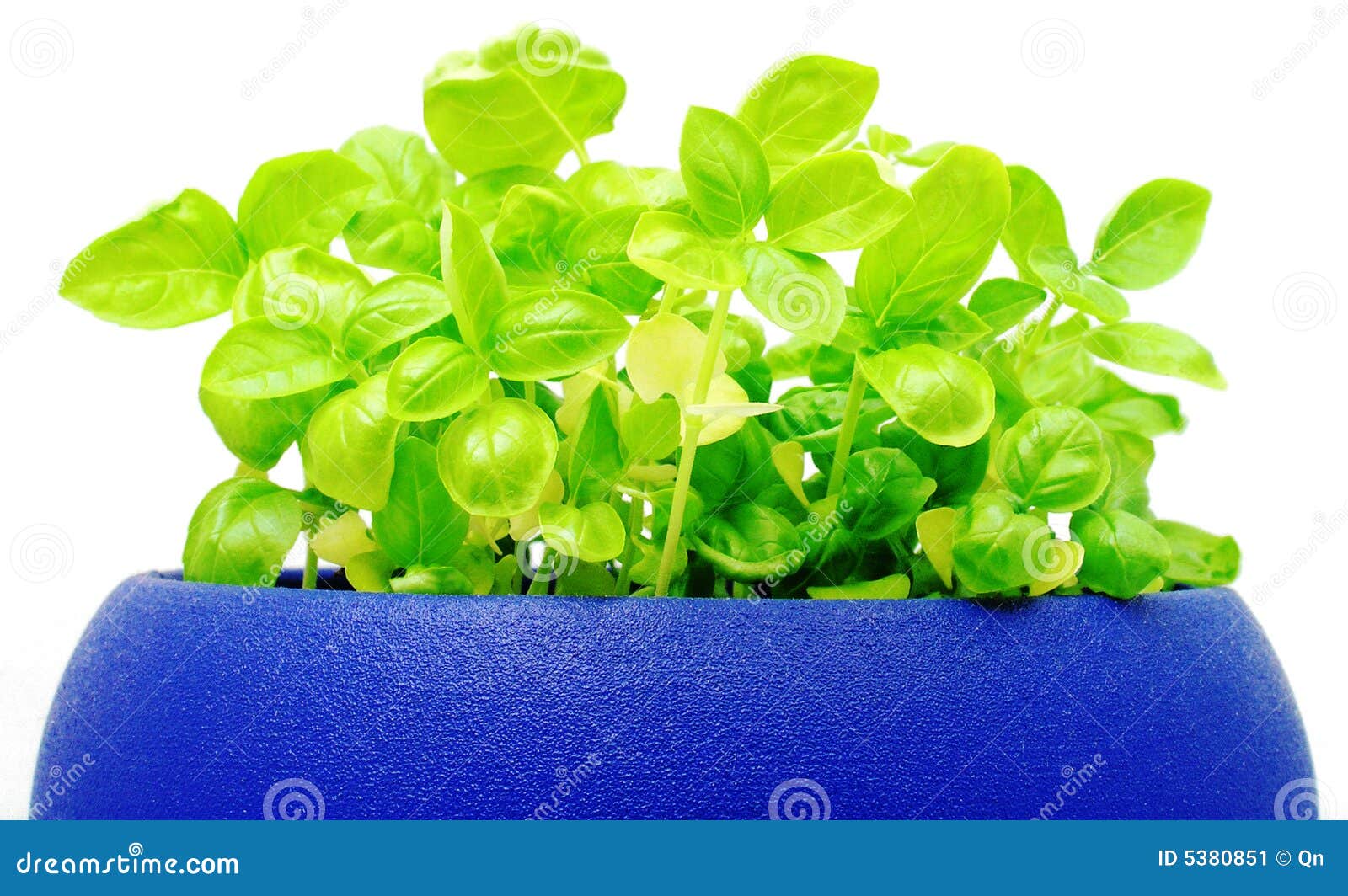 Fresh basilia stock image. Image of green, small, young - 5380851