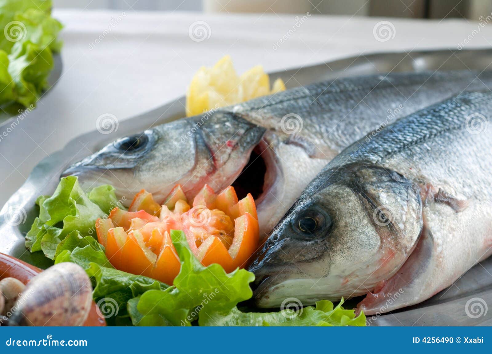 Fresh bass fish stock photo. Image of launch, fresh, bass - 4256490
