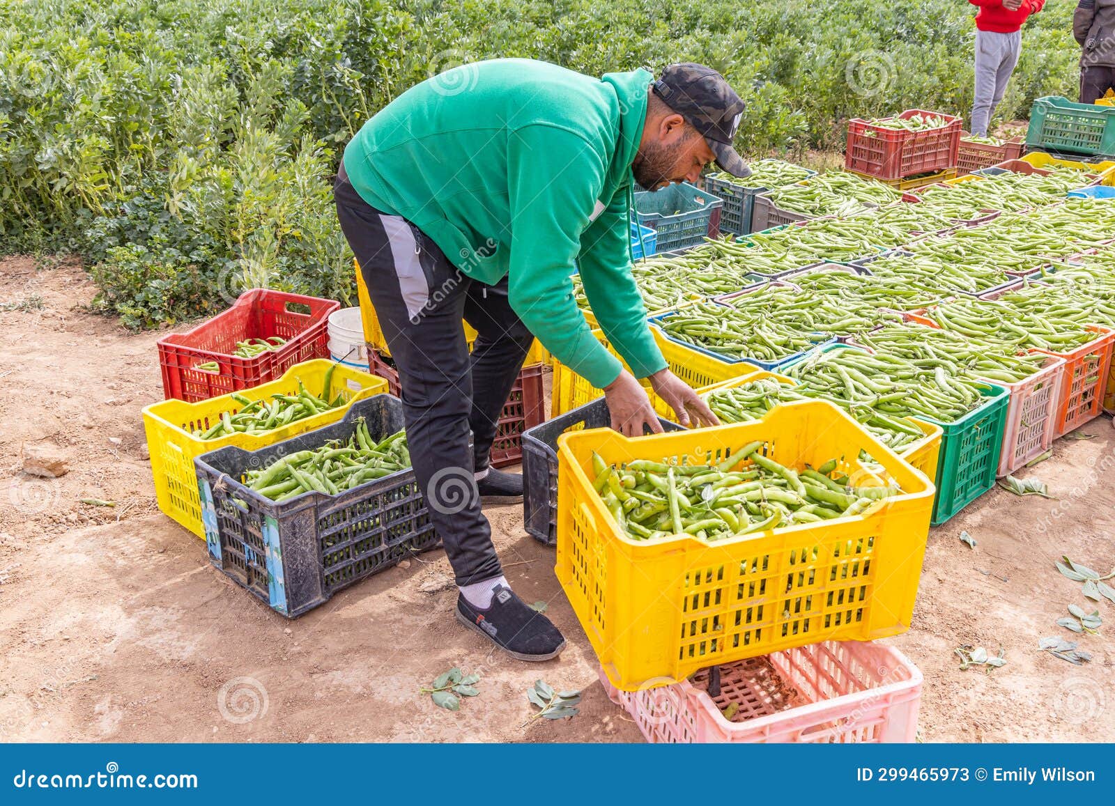 Fresh Bean Pods on a Farm in Tunisia Editorial Stock Photo - Image of ...