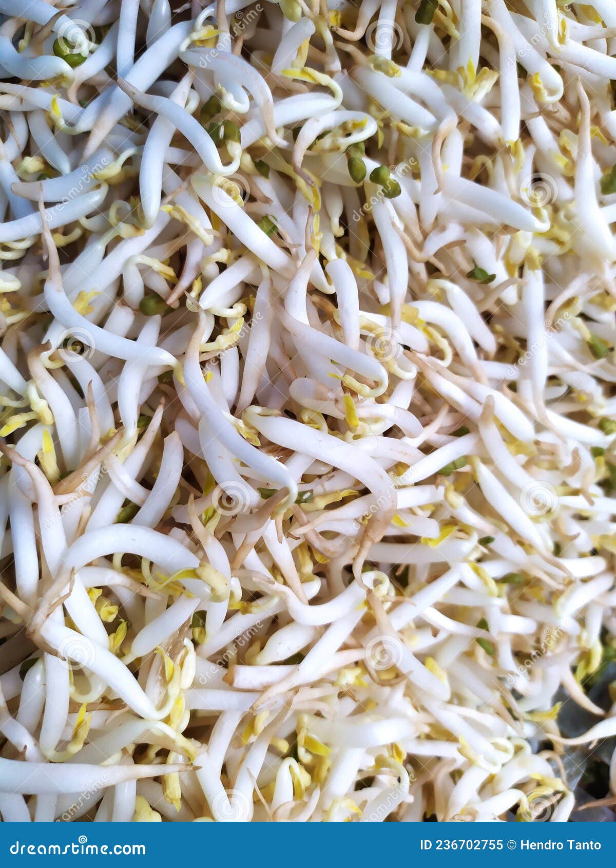 Fresh bean sprout stock image. Image of sprout, cuisine - 236702755