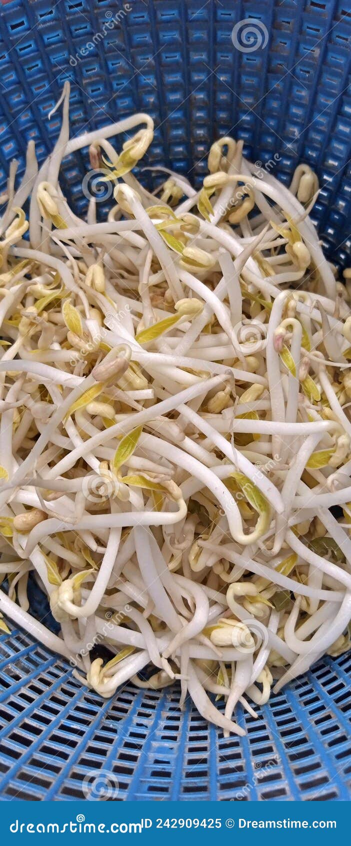 Fresh Bean Sprouts with Roots that Have Not Been Removed Stock Image ...