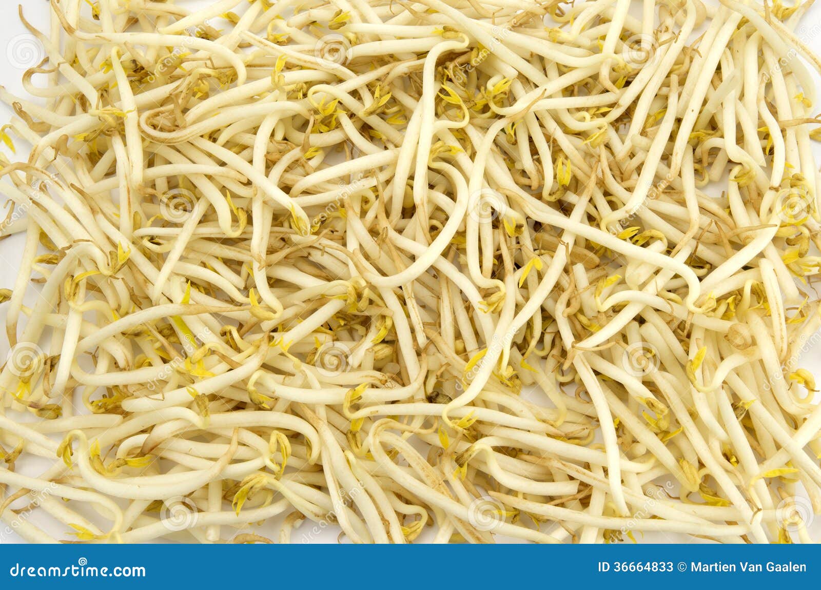 Fresh bean sprouts. stock image. Image of asian, crop - 36664833