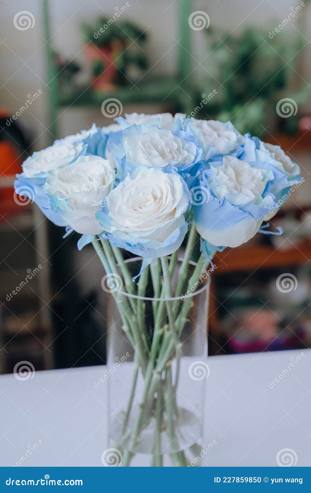 Fresh and Beautiful Blue and Pink Roses Stock Photo - Image of closeup ...