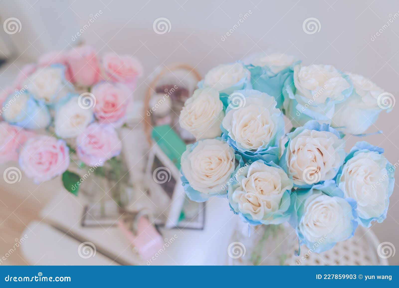 Fresh and Beautiful Blue and Pink Roses Stock Image - Image of color ...