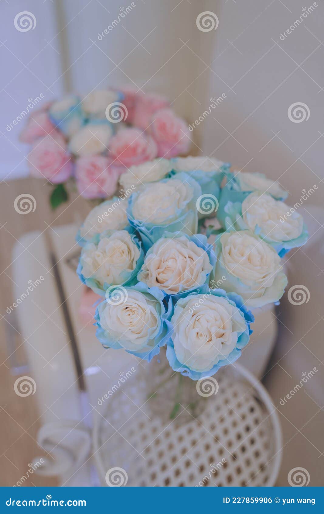Fresh and Beautiful Blue and Pink Roses Stock Photo - Image of holiday ...