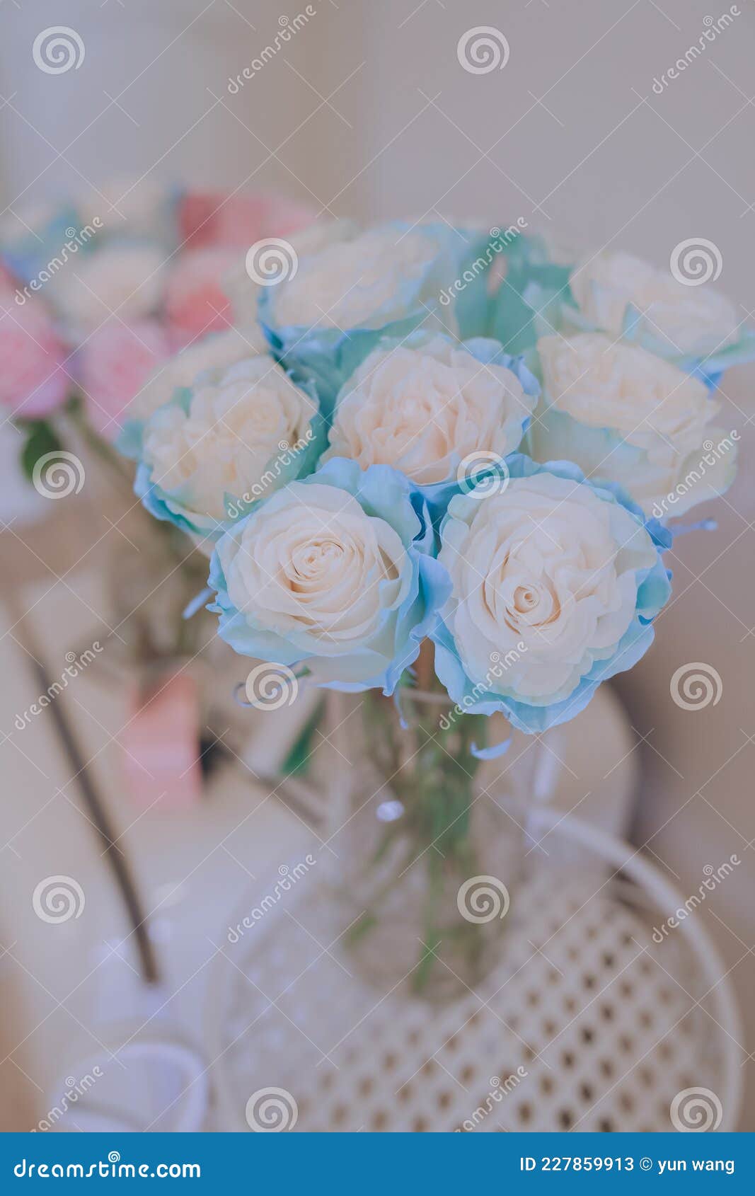 Fresh and Beautiful Blue and Pink Roses Stock Image - Image of natural ...