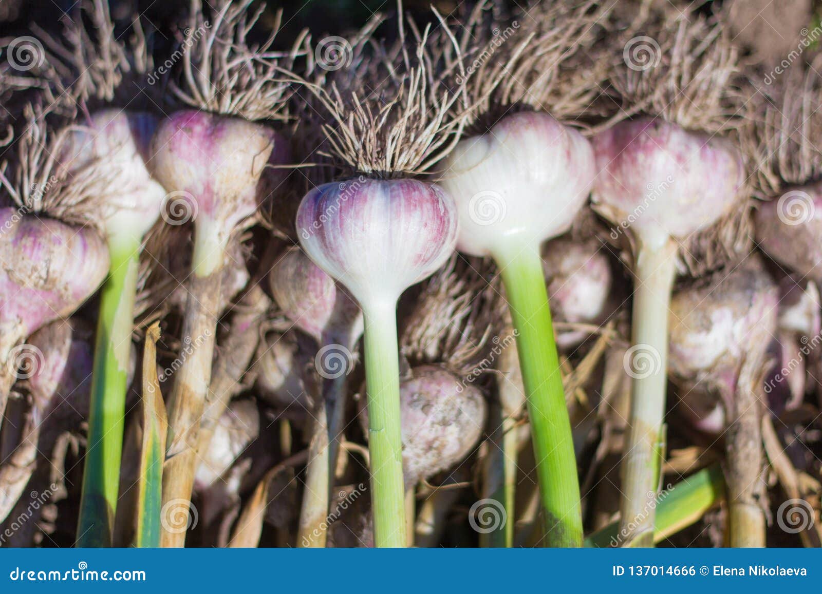 .fresh Beautiful Garlic in the Garden, a New Crop Stock Photo - Image ...