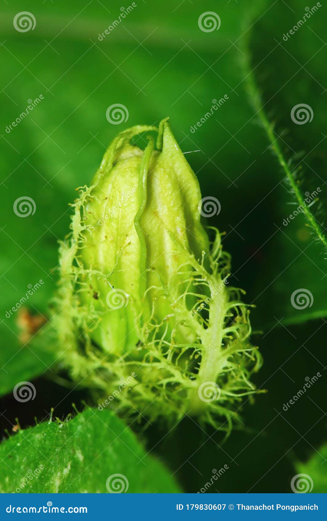 Beautiful Golden Gourd Tree in Nature for Macro Background Stock Image ...