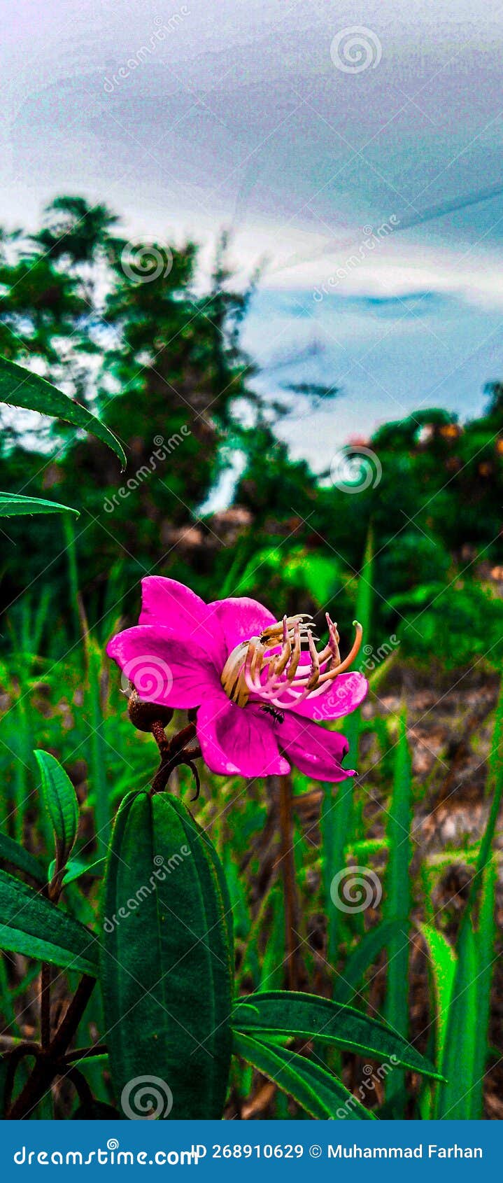 Fresh and Beautiful Green Nature Around the Environment Stock Image ...