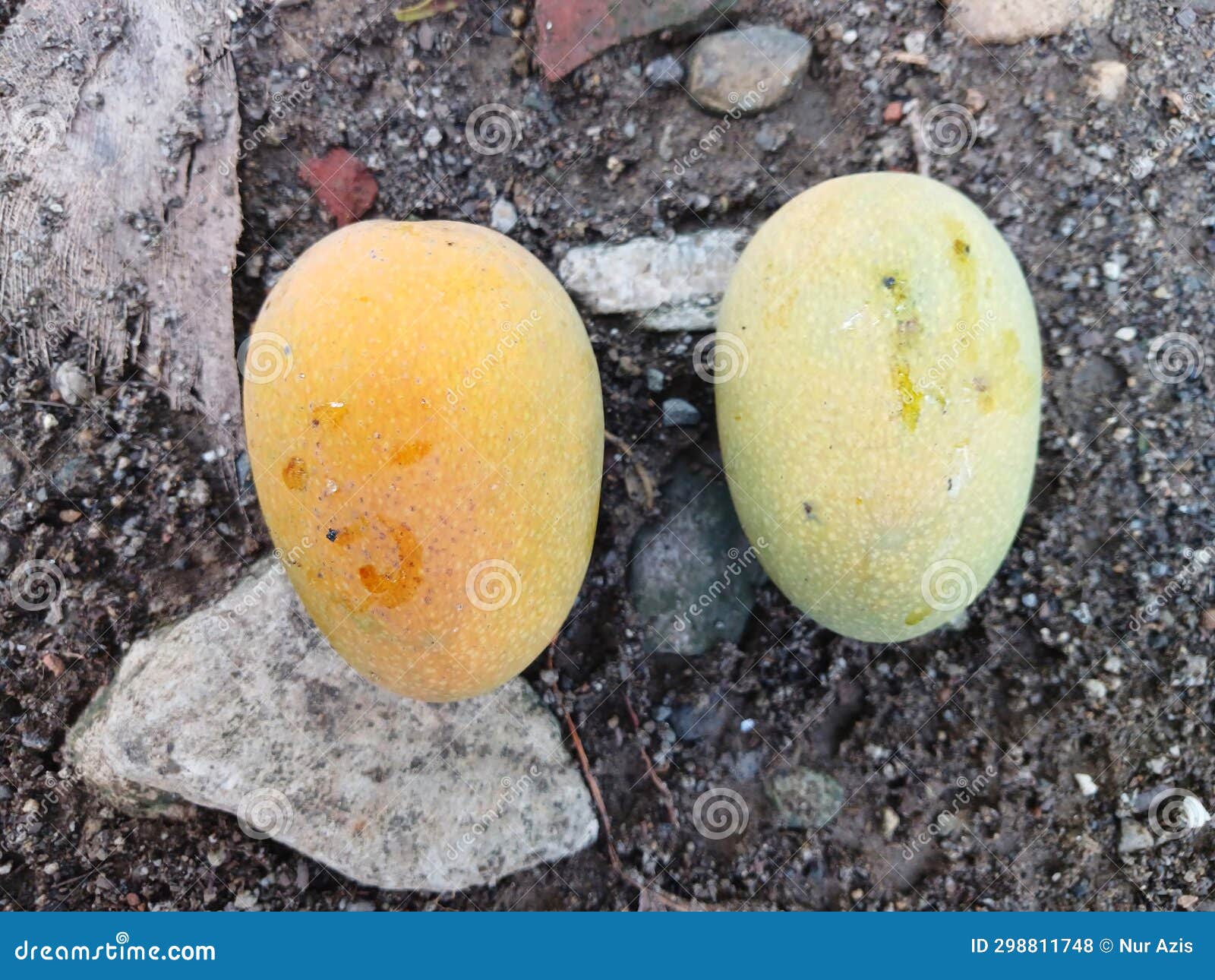 Fresh and Beautiful Mango Fruit on Land Background. Mango Fruit on Land ...