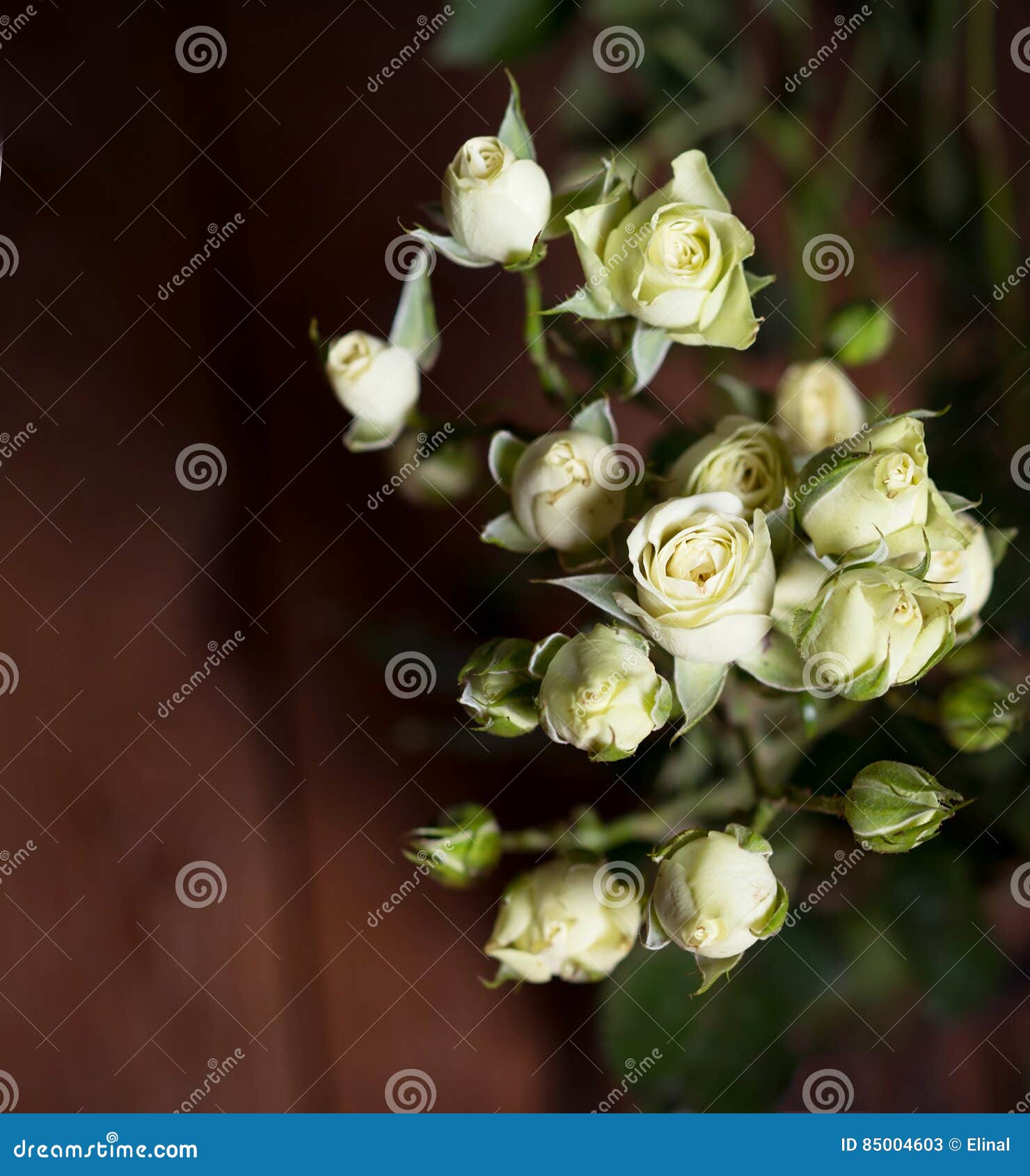Fresh Beautiful White Little Roses. Indoor Stock Image - Image of fresh ...