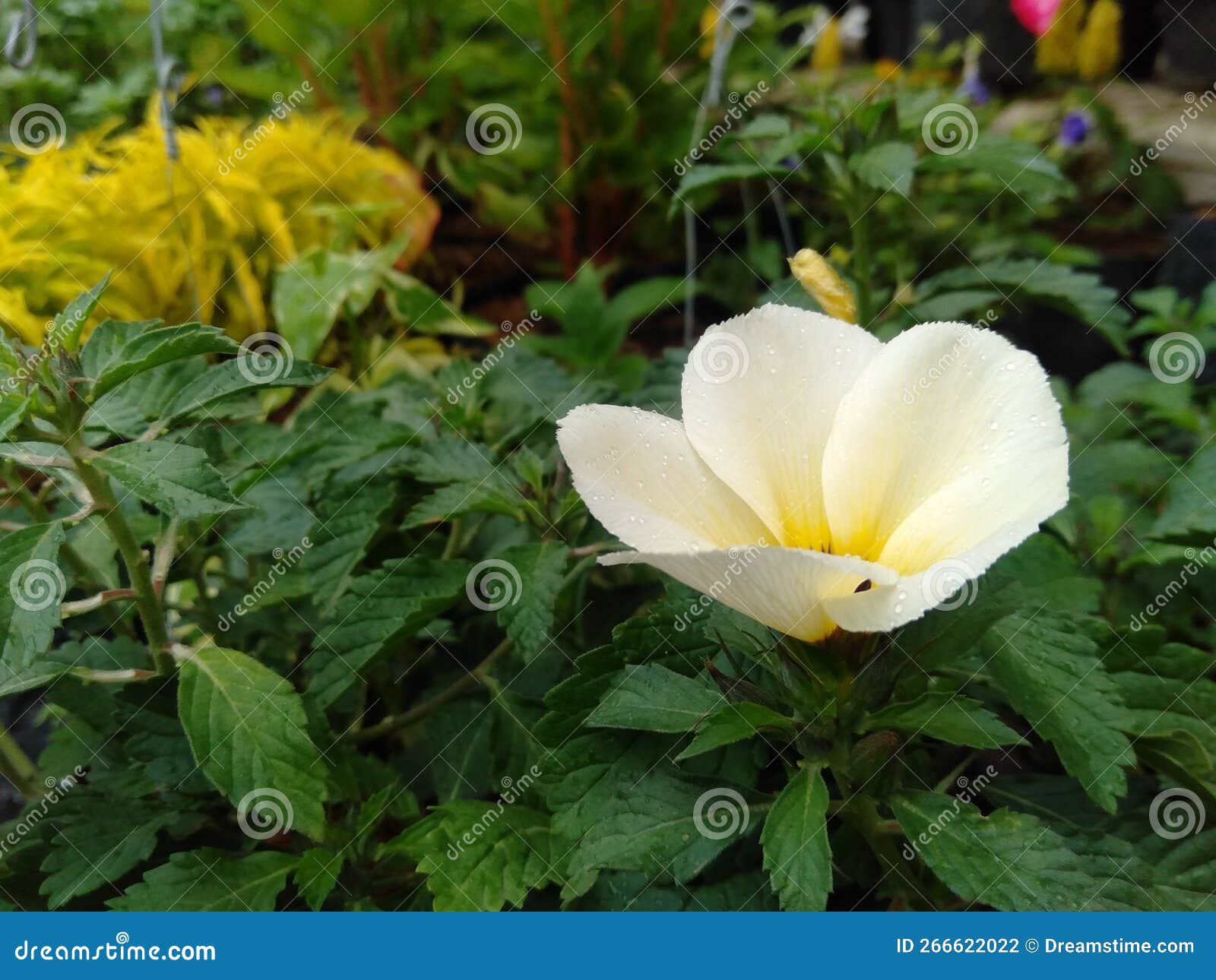 Fresh beautiful Yolanda stock photo. Image of shrub - 266622022