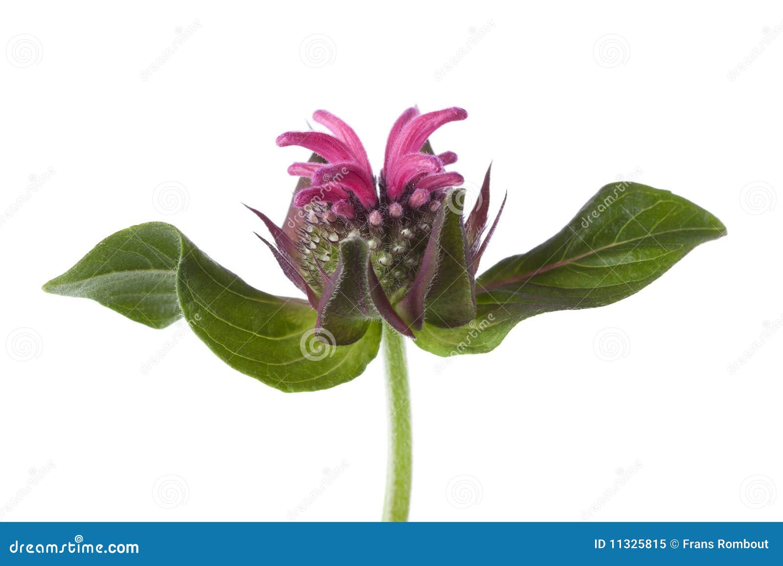 Fresh bee balm stock image. Image of white, pink, monarda - 11325815