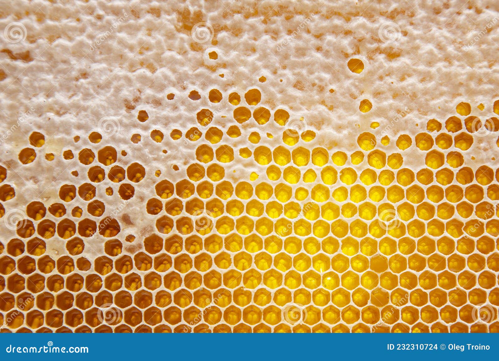 Fresh Bee Honey in Combs. Natural Food Background Texture Stock Photo ...