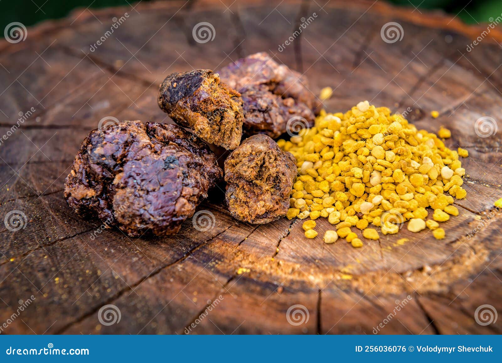 Fresh Bee Pollen and Propolis Stock Photo - Image of animals, insect ...
